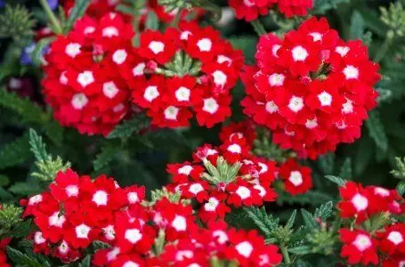10 decoratieve planten die bloeien in het jaar van zaaien 3373_20