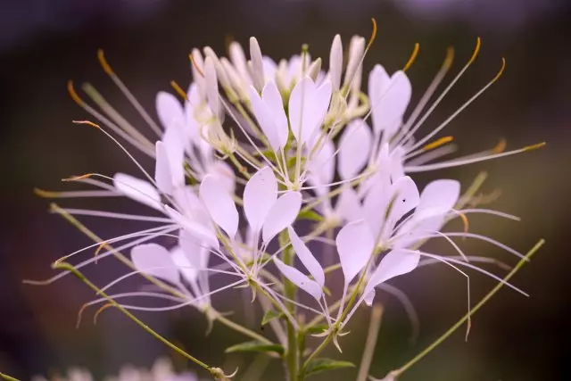 ක්ලෝමා