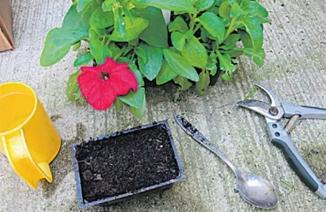 Herramientas de Shilling Petunia