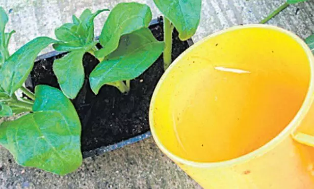 Watering CHIkOK Petunia