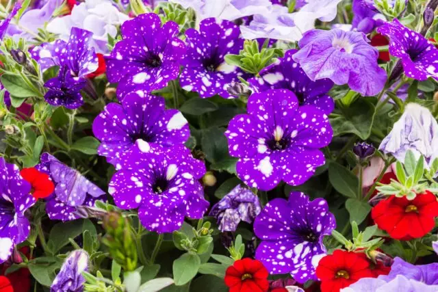 Petunia Night Sky.