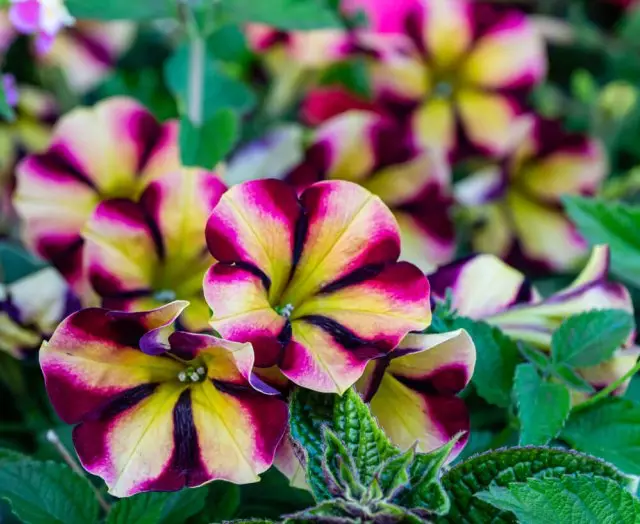 Petunia Crazytia Pulle