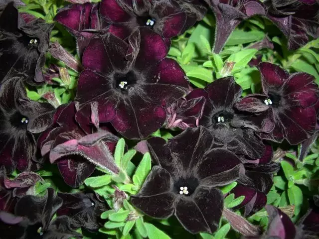 CrazyTunia কালো Mamba Petunia