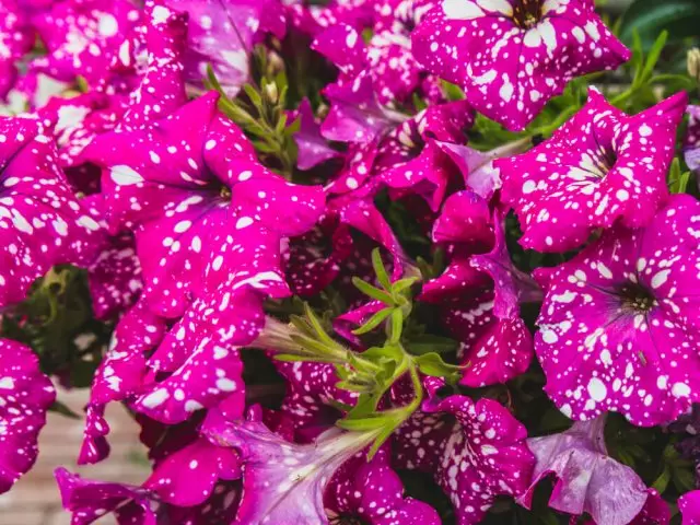 Petunia ডট তারকা গভীর গোলাপী F1