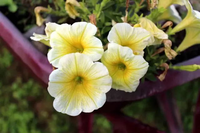 Petunia einfach Welle F1