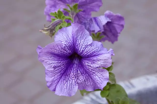 Petunia Daddy নীল F1