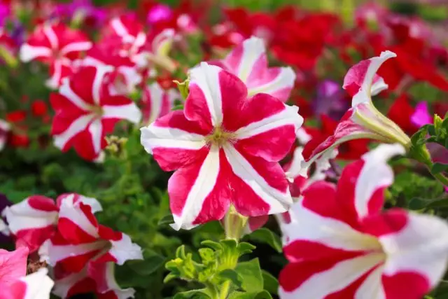 ორმაგი Petunia