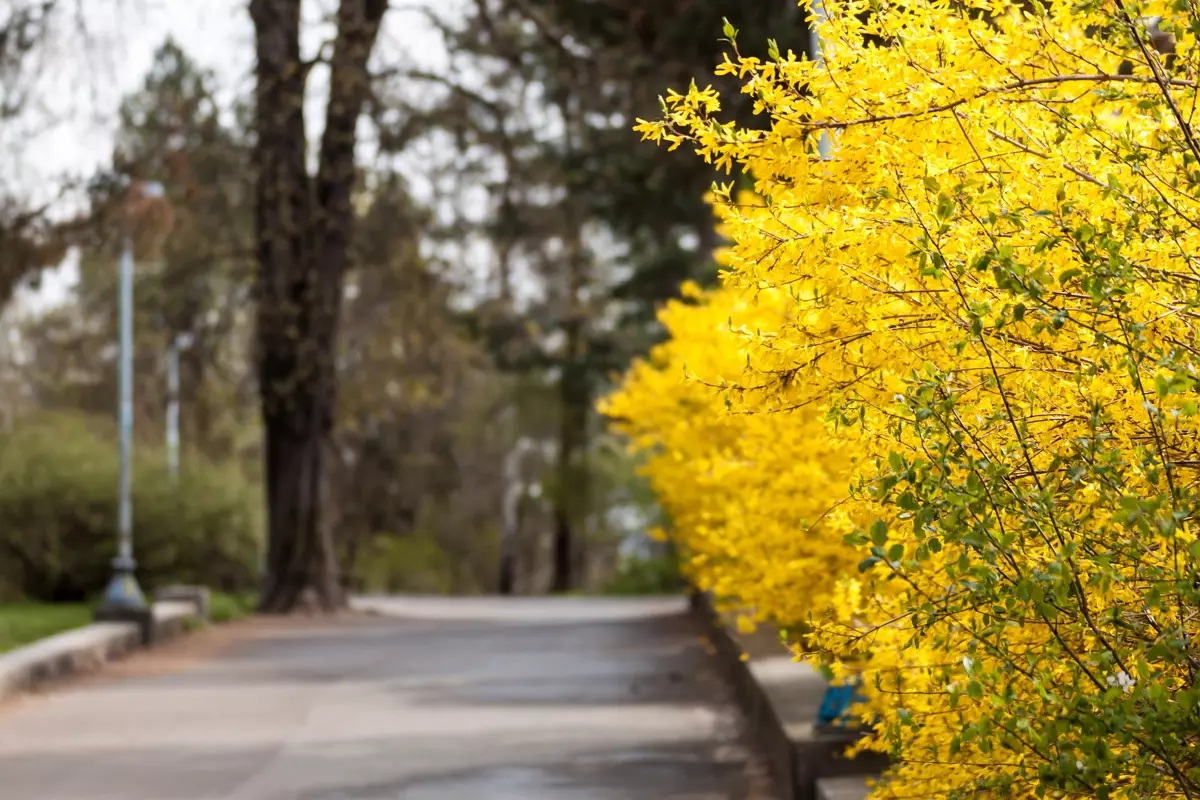 Forsyisme Bush i parken