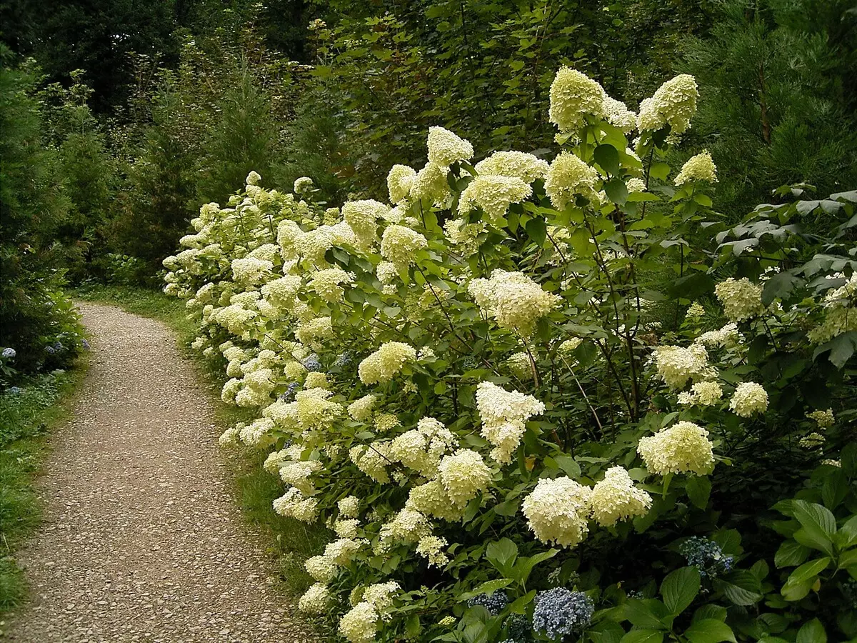 Hydrangea తోట ట్రాక్ సమీపంలో అస్పష్టంగా