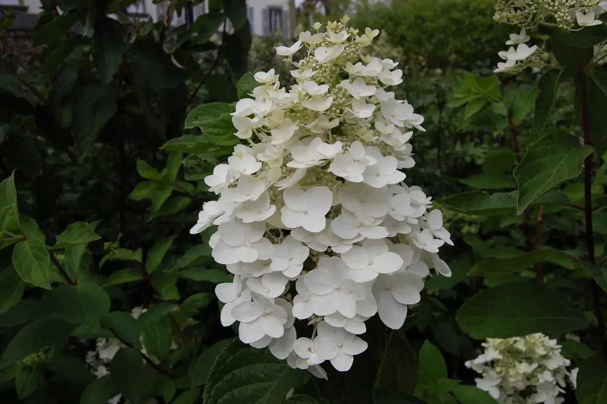 Hydrangea mistelstea పుష్పగుచ్ఛము