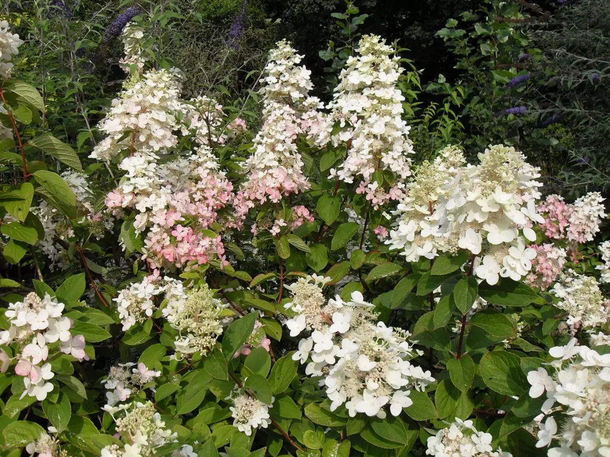 Hydrangea misbulataya.