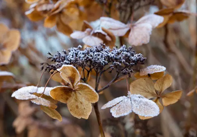 Lub inflorescence ntawm hydrangea nyob rau lub caij ntuj no