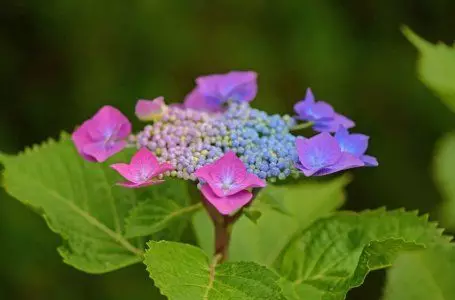 ဆောင်းရာသီအတွက် Hortensia ကိုဘယ်လိုဖျောက်ထားသလဲ, 3404_11