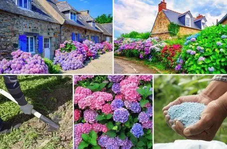 วิธีการซ่อน Hortensia สำหรับฤดูหนาวและควรทำอะไรเลย? 3404_12