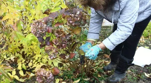 குளிர்காலத்திற்கு Hydrangea தயாரித்தல்