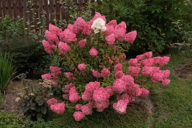 სხვადასხვა Hydrangea