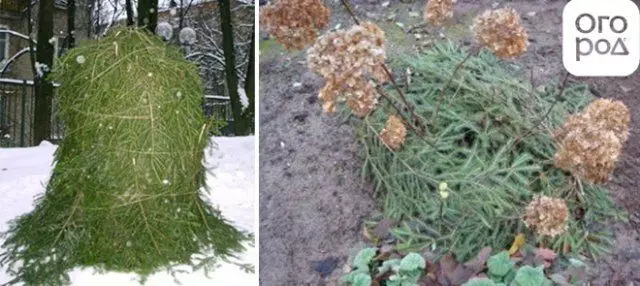 Грижа за хортензия през пролетта