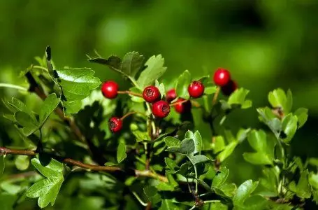 Διακοσμητικά δέντρα και θάμνοι με όμορφα φρούτα για το φθινόπωρο κήπο 3405_10