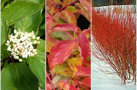 Decoratieve bomen en struiken met prachtige vruchten voor de herfsttuin 3405_16