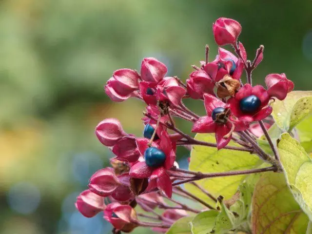 Clerodendenum