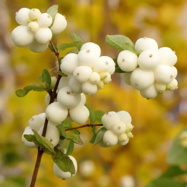 Snowberry.