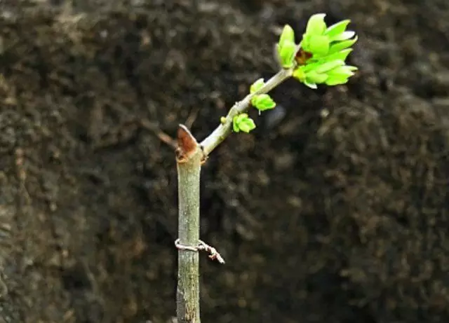 Vacinación de Lilac.