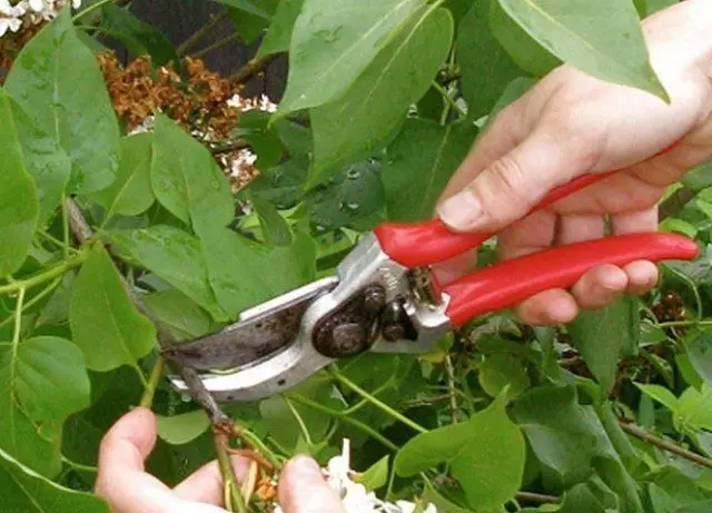 Pruning Lilac.