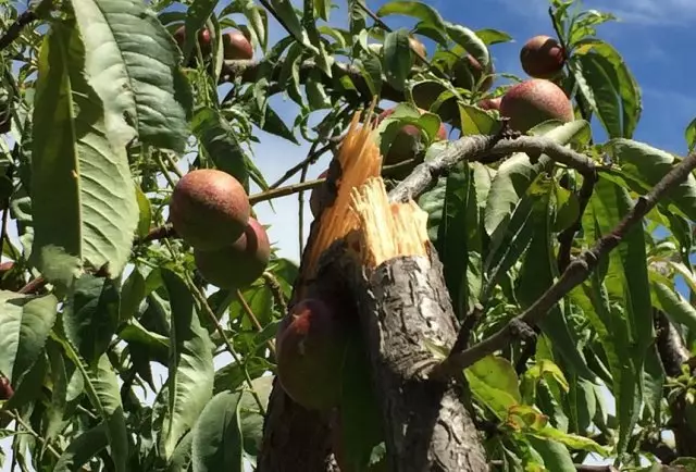 Broken branch