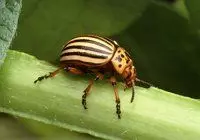 Colorado Käfer
