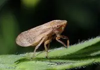 Cycada (Hairy Pennya)