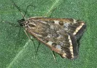 Weadow Moth, oder Mettle