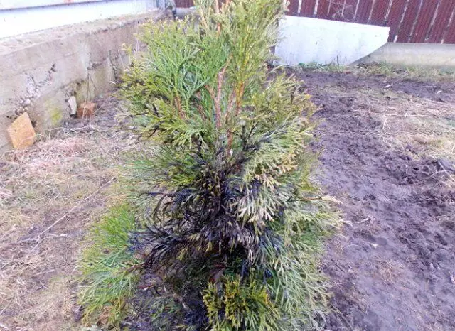 Blackening Conifers Tui.