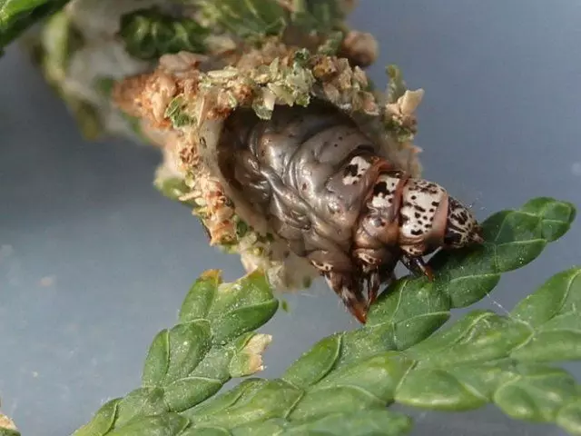 Caterpillar caterpillage, tiekol ħallelin