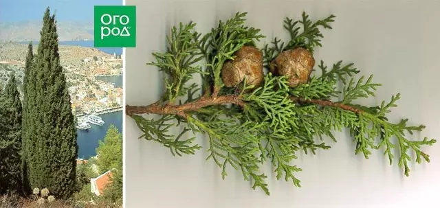 Những gì thay đổi những gì Thuja Cypress Juniper Cypress Tuyevik