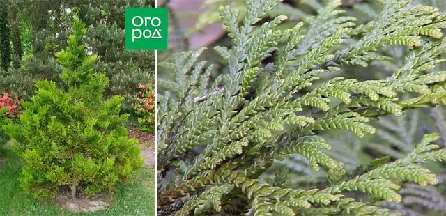 Wat variéiert den Thuja Cypress Junperper Cypress Tuhyevik