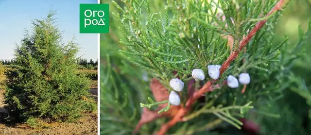 Wat variéiert den Thuja Cypress Junperper Cypress Tuhyevik