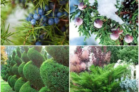 Tuya, Juniper, Cypress, Tuich ja Cypress - Õpi eristama männi esindajad 3438_15