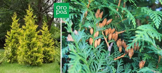 Wat variéiert den Thuja Cypress Junperper Cypress Tuhyevik