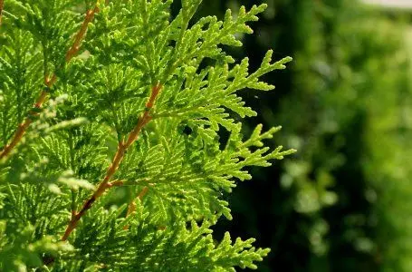 Tuya، Juniper، Cypress، Tuich و Cypress - یاد بگیرید که نمایندگان کاج را تشخیص دهید 3438_6