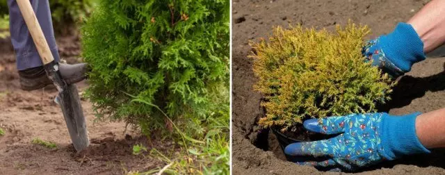 Des arbres conifères sur la parcelle - nous économisons en bonne santé et belle