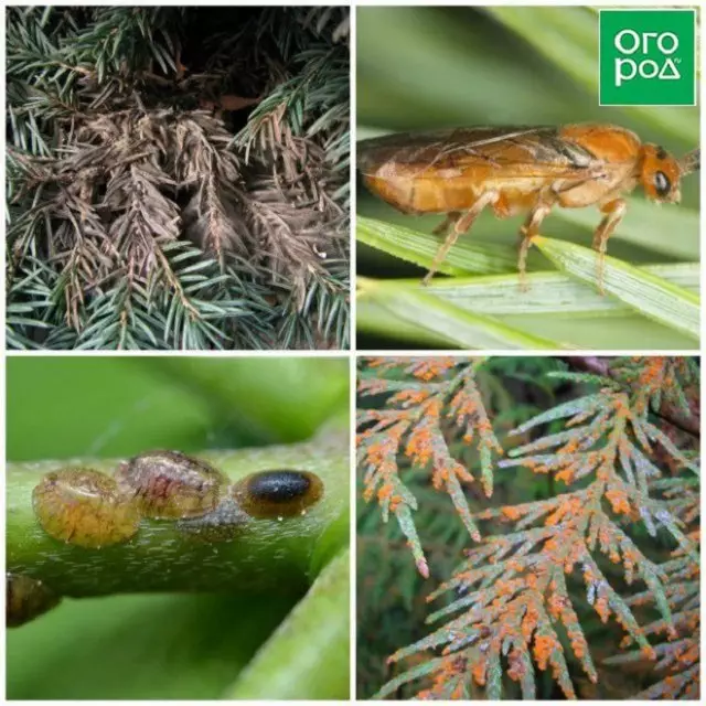 Des arbres de conifères sur la zone de la maladie et de la nuisible