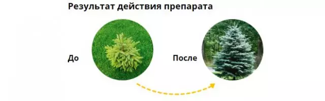 Сюжетте қылқан жапырақты ағаштар - біз сау және әдемі үнемдейміз