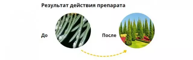 Иглолистни дървета на парцела - ние спасяваме здрави и красиви