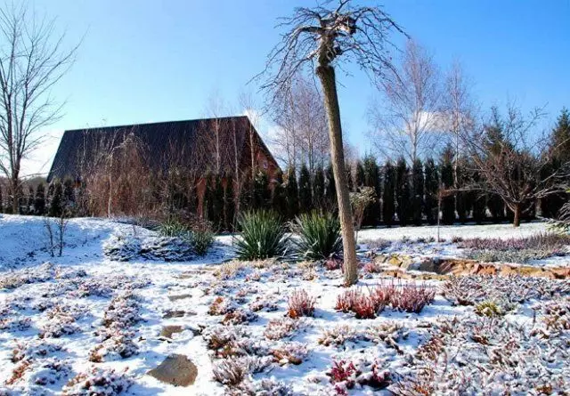 Heather im Garten im Winter