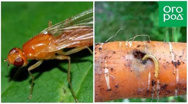 Mrkva lietanie a jej larvy