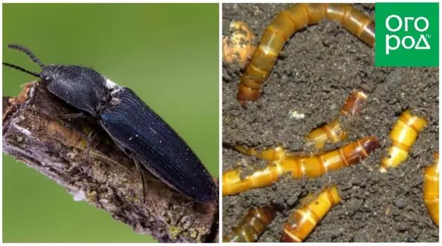 Zhuk-Nutkhan e as súas larvas (fíos)
