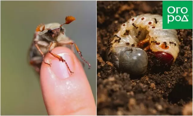 May Beetle i njegova ličinka