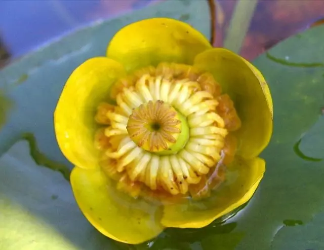 Bulaklak Kubashka dilaw mula Mayo hanggang Setyembre.