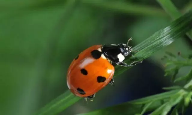 Ladybug uru na mmerụ ebe ebe