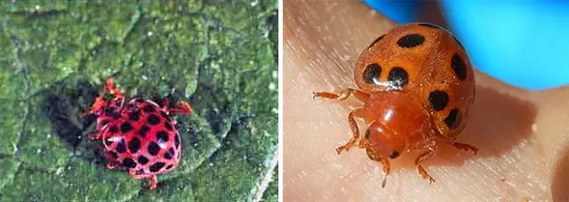 Ladybug Inyungu n'ikibago cy'inyenzi